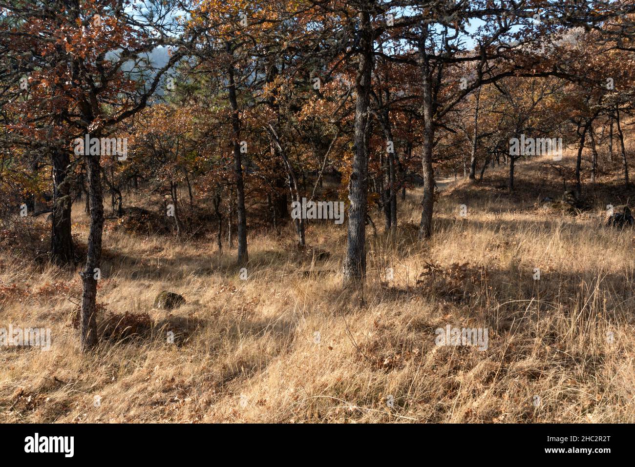 Autumn in the Shadow of Rowena Crest in the Eastern Columbia Gorge ...