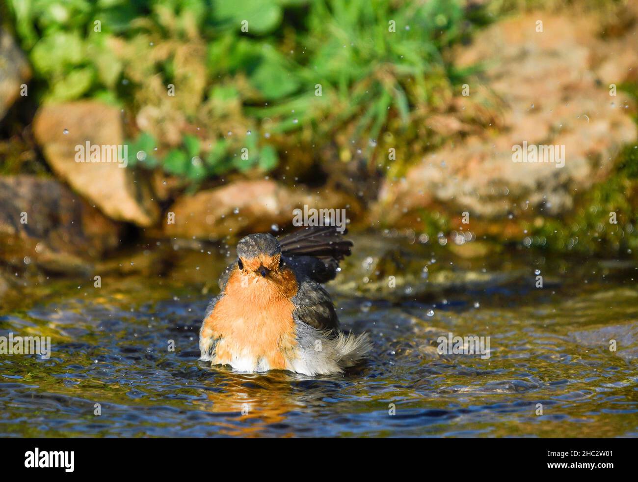 Animales robin hi-res stock photography and images - Alamy