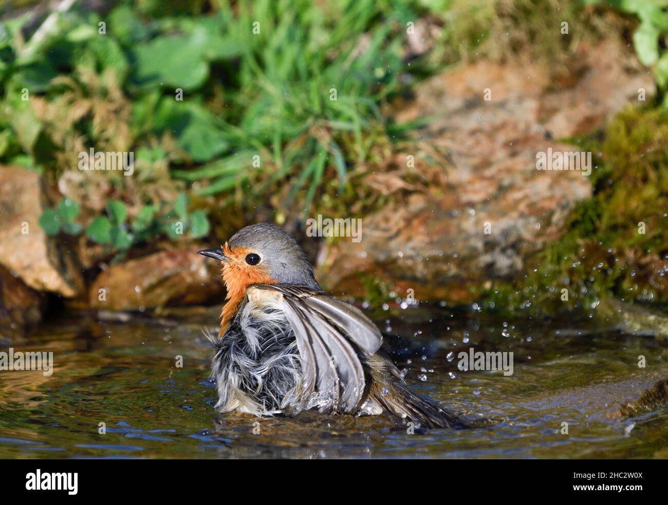 Close-up of robin bathing in a pond Stock Photo - Alamy