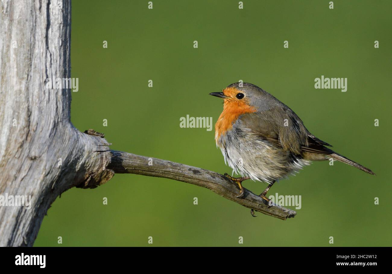 Animales robin hi-res stock photography and images - Alamy