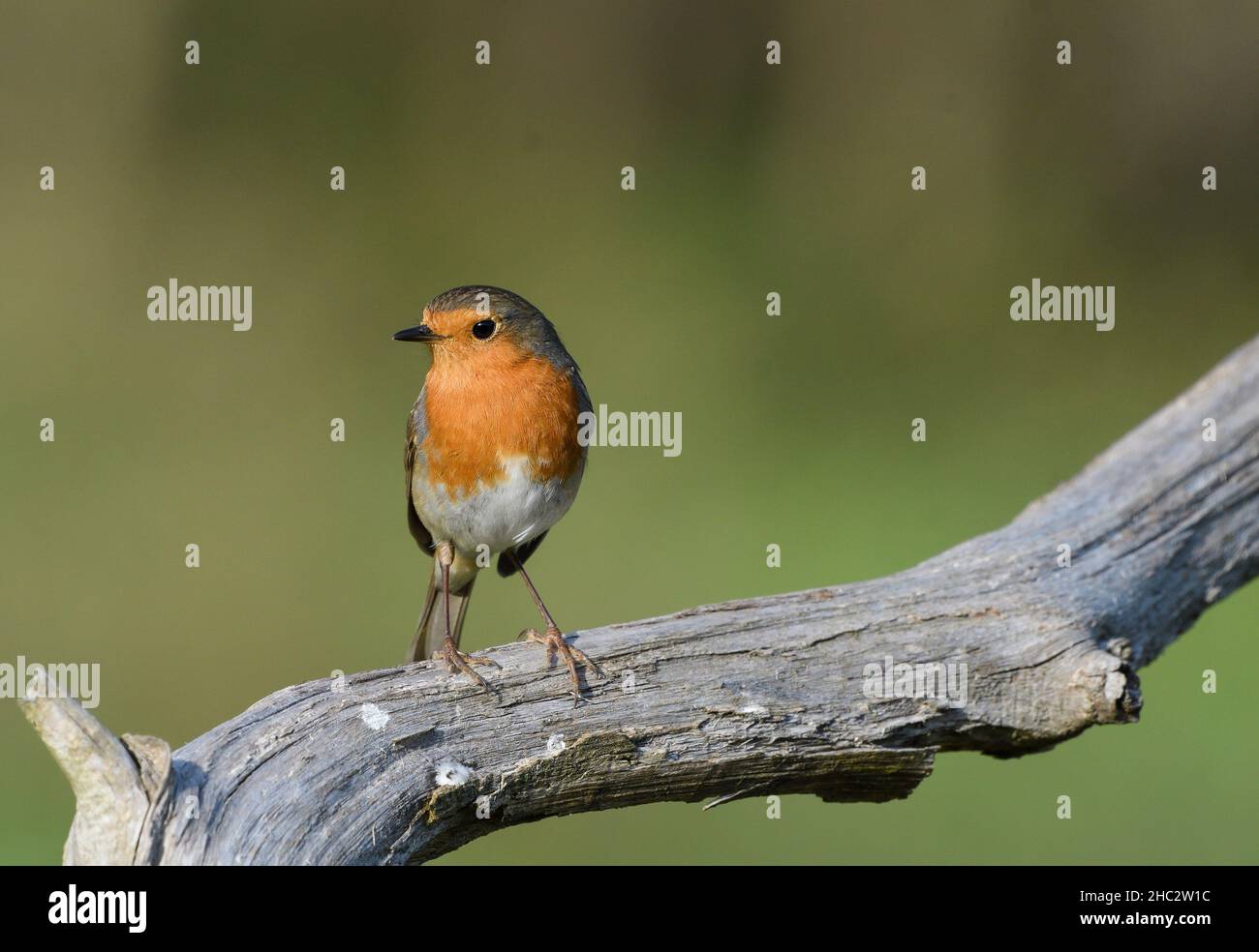 Animales robin hi-res stock photography and images - Alamy