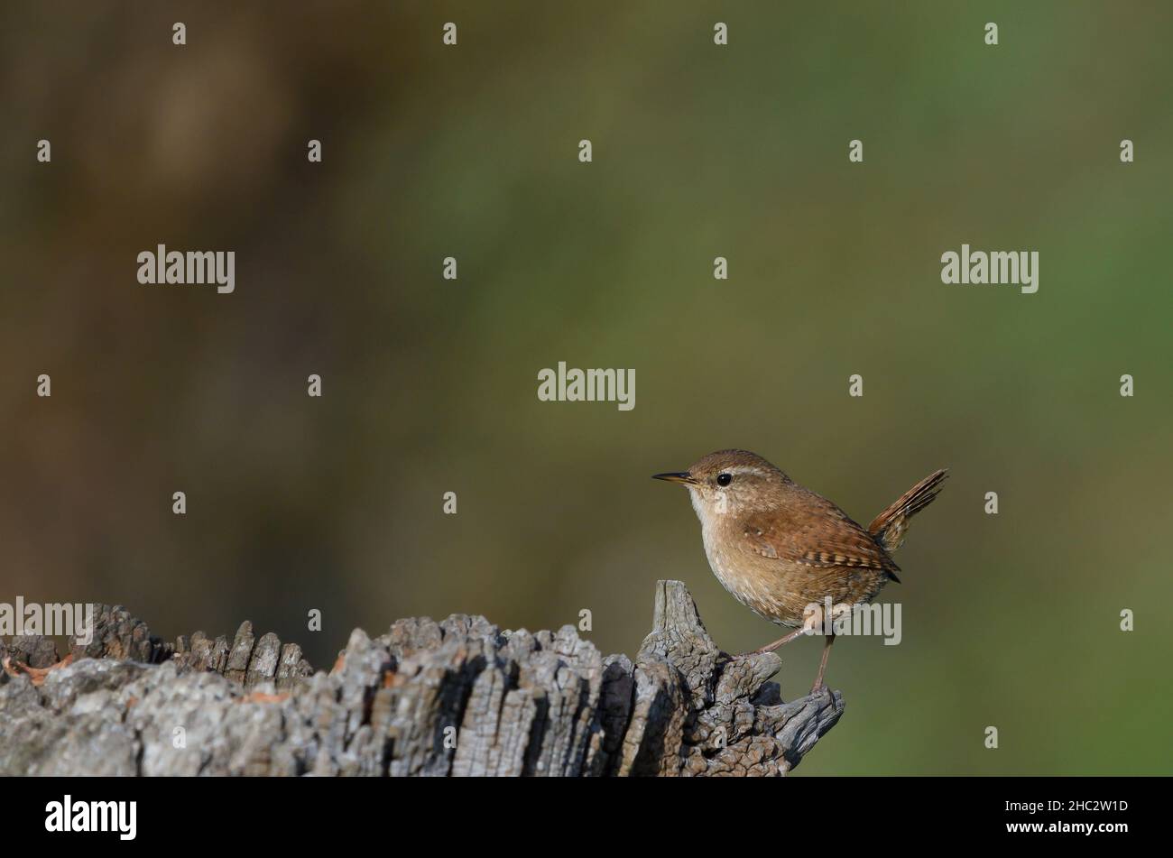 Raised log hi-res stock photography and images - Alamy