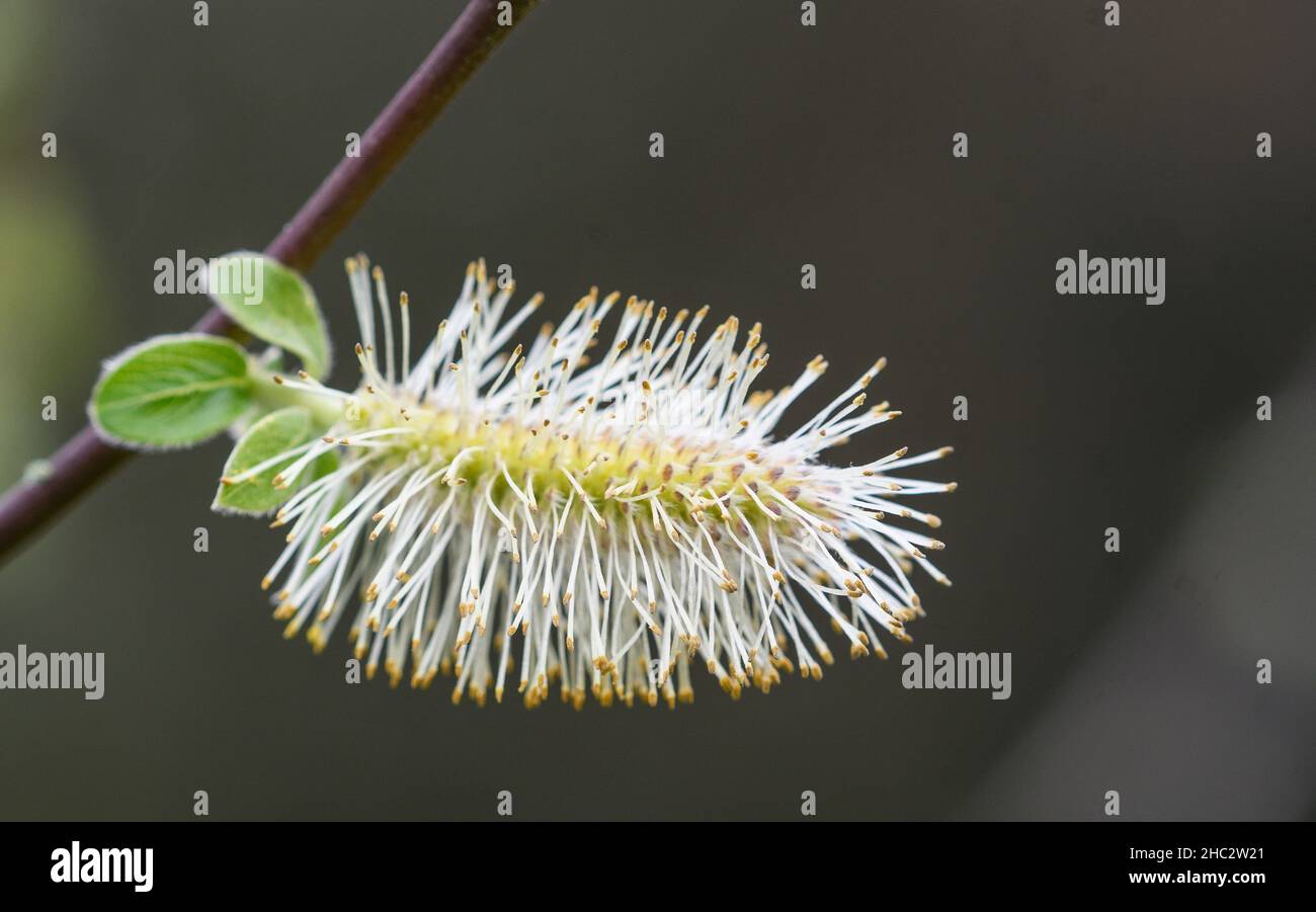 Willow flowers hi-res stock photography and images - Alamy