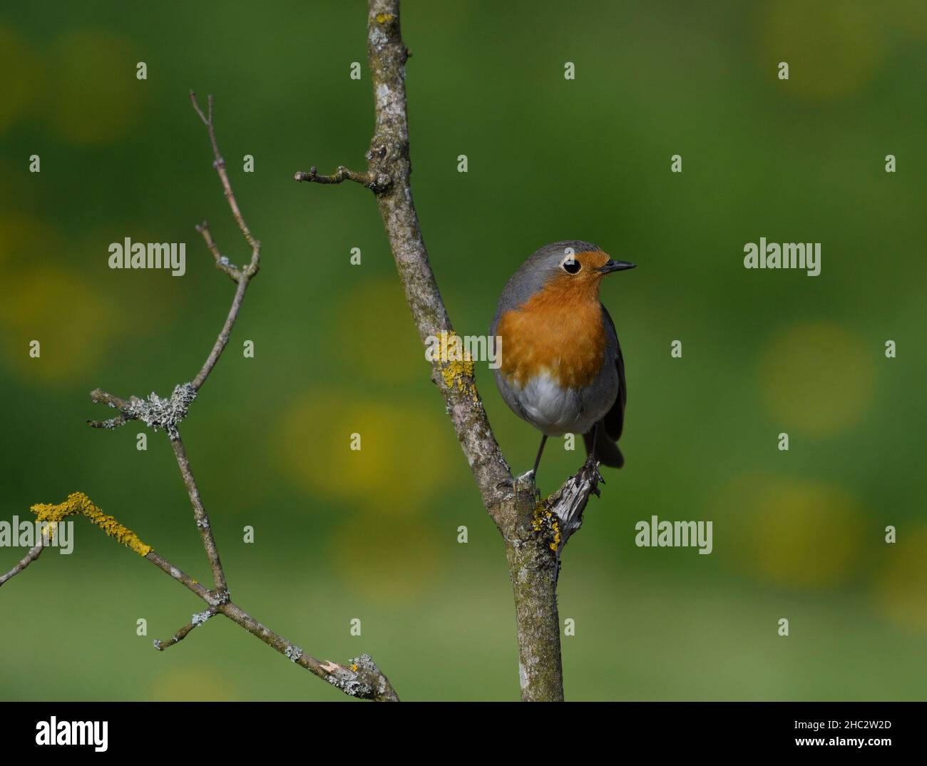 Animales robin hi-res stock photography and images - Alamy