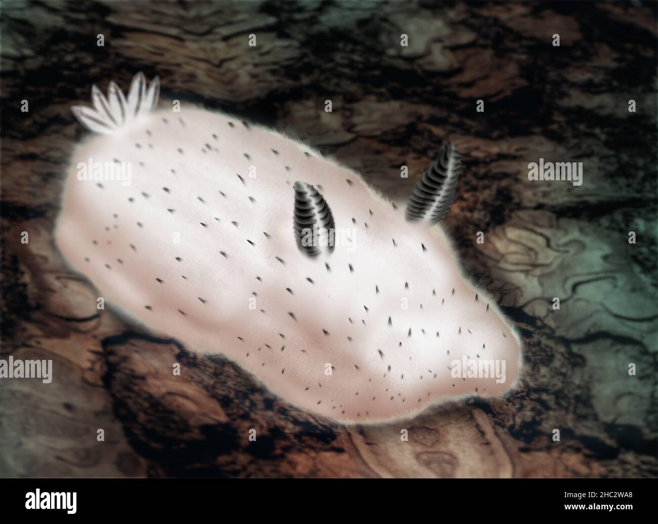 Sea bunny nudibranch, Jorunna parva Stock Photo - Alamy