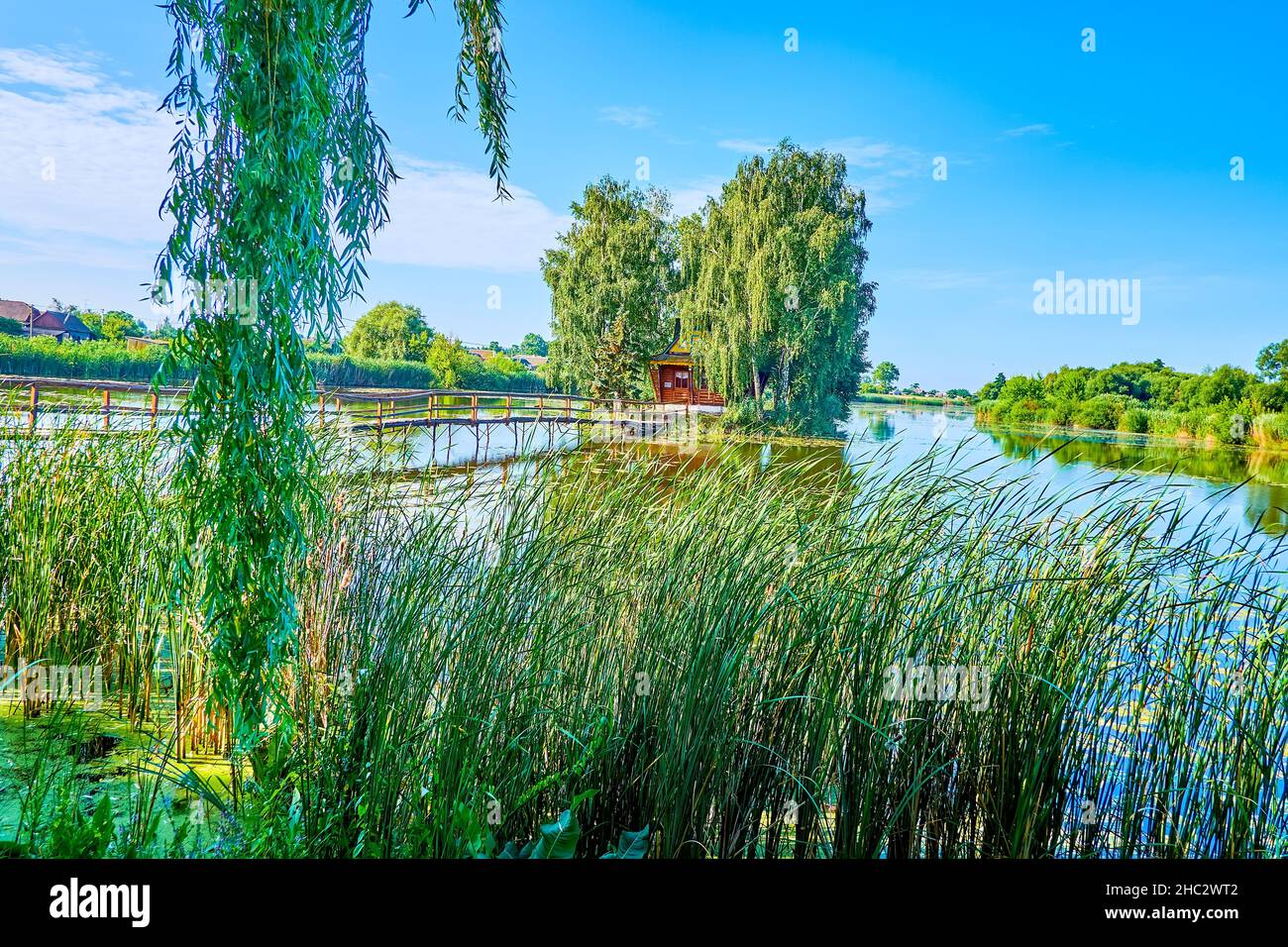 Enjoy the nature and watch the willows and reed, swaying on the wind in ...