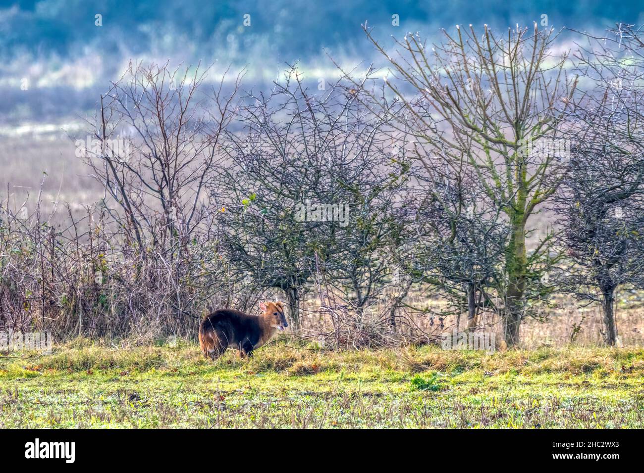 Male muntjac deer, Muntiacus reevesi, browsing along the hedgerow at a ...
