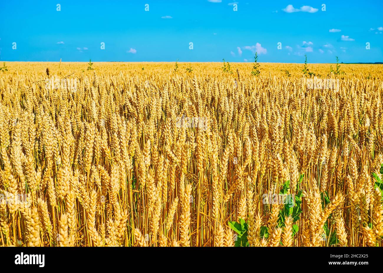 The yellow wheat field, the main agricultural cereal of Ukraine Stock ...