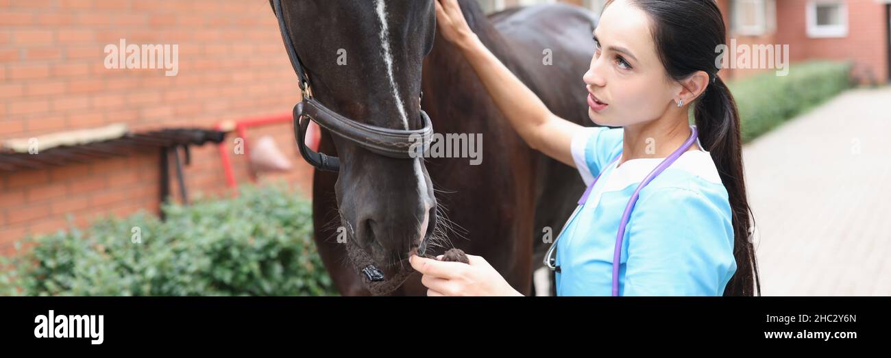 Equestrian veterinarian hi-res stock photography and images - Alamy