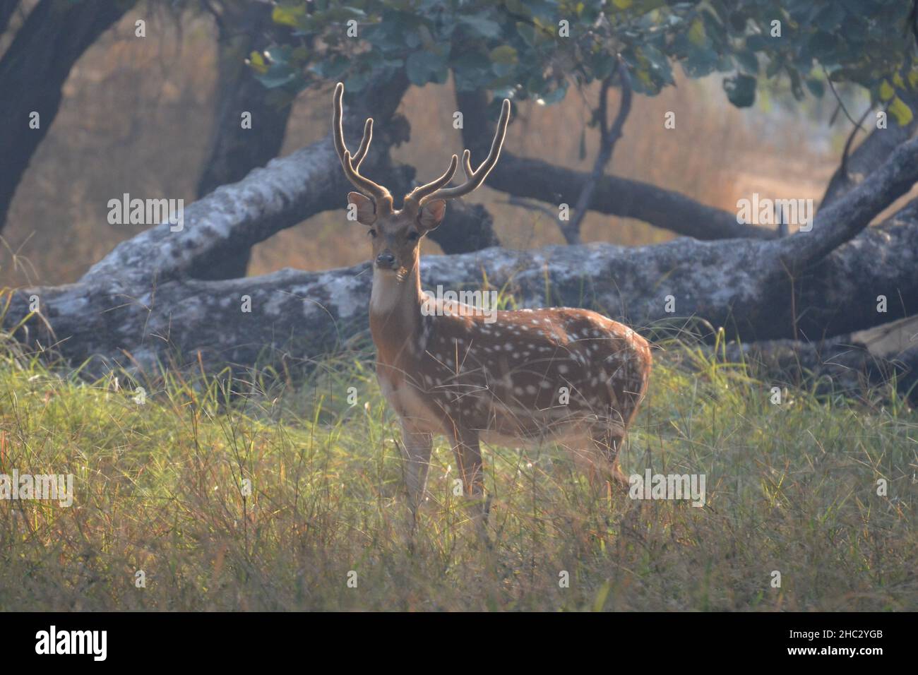 Beautiful chital is standing in a glade Stock Photo - Alamy