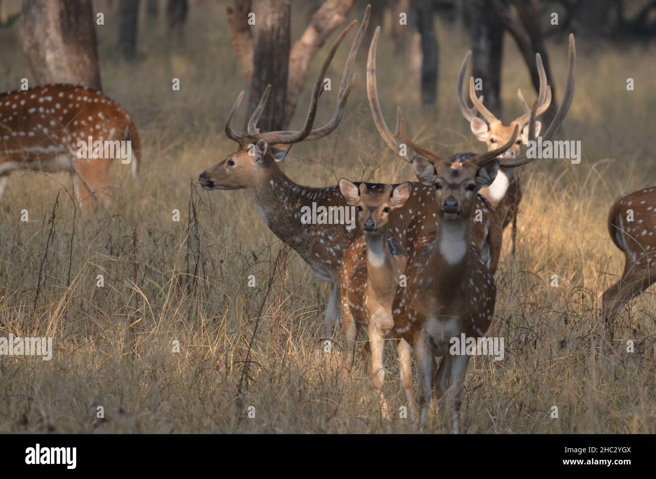 Male Chital High Resolution Stock Photography and Images - Alamy