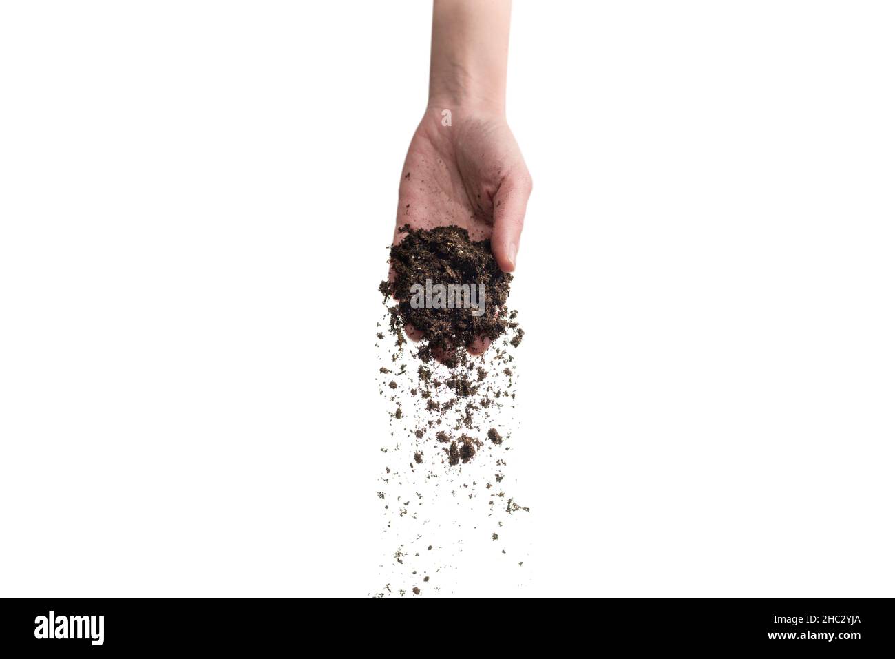 Brown soil in woman hands isolated on white background. The soil falls ...