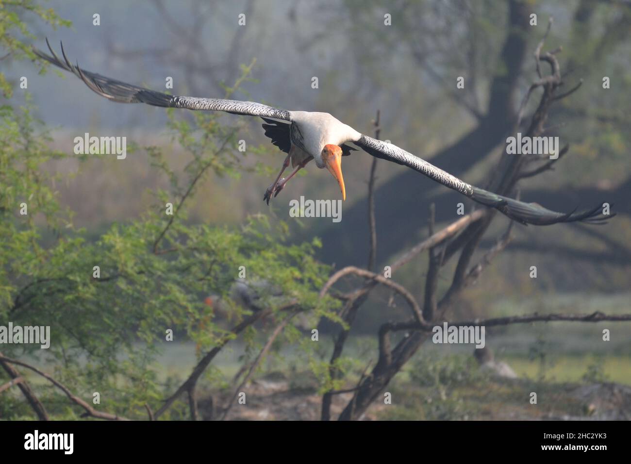 Painted stork in flight at Keoladeo Ghana NP Stock Photo - Alamy
