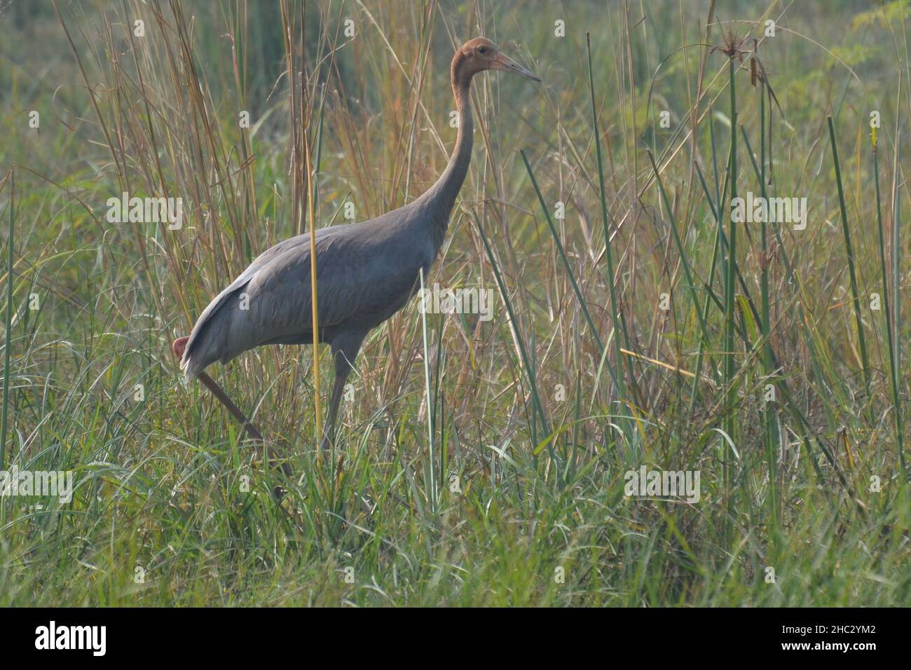 Young saurus crane at Keoladeo Ghana NP Stock Photo - Alamy