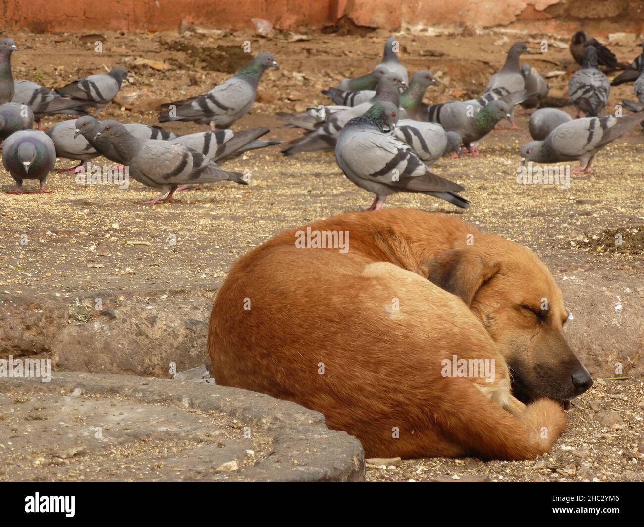 Dog sleeping in front of hungry doves Stock Photo - Alamy