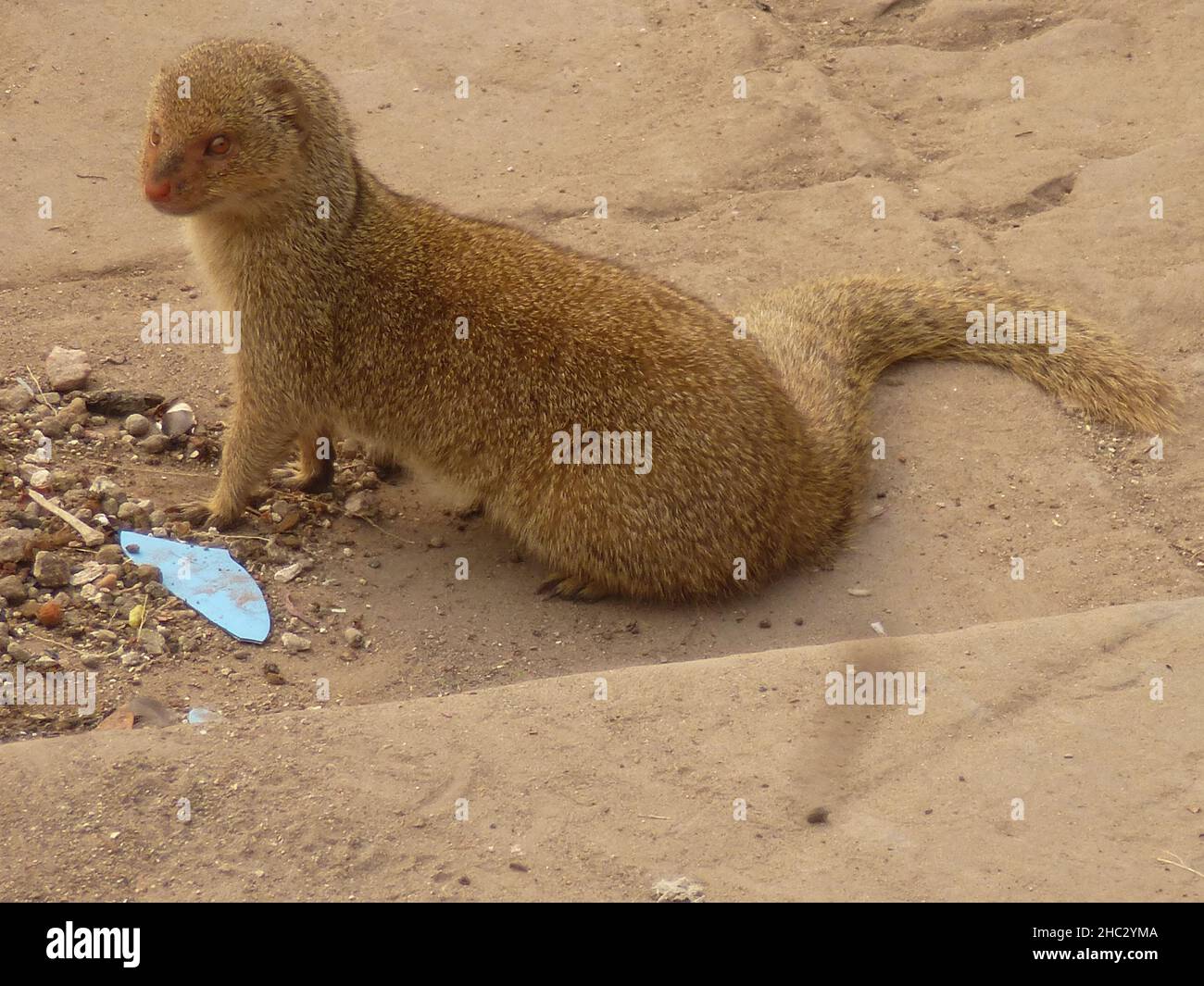 Indian mongoose snake hi-res stock photography and images - Alamy
