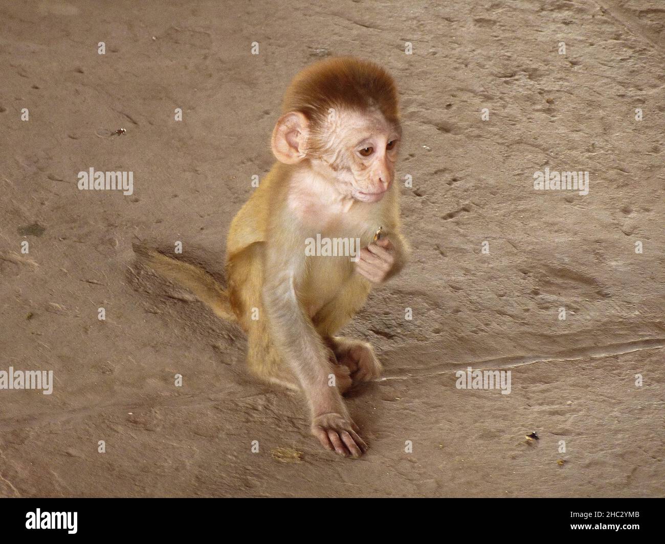 Funny macaque hi-res stock photography and images - Alamy