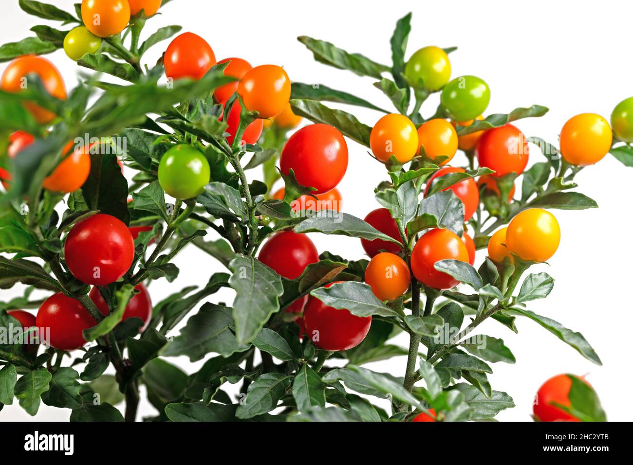 Coral fruits hi-res stock photography and images - Alamy