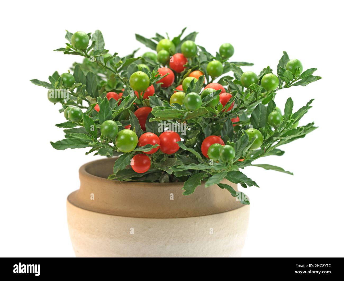 Coral bush, solanum pseudocapsicum, with fruits Stock Photo - Alamy