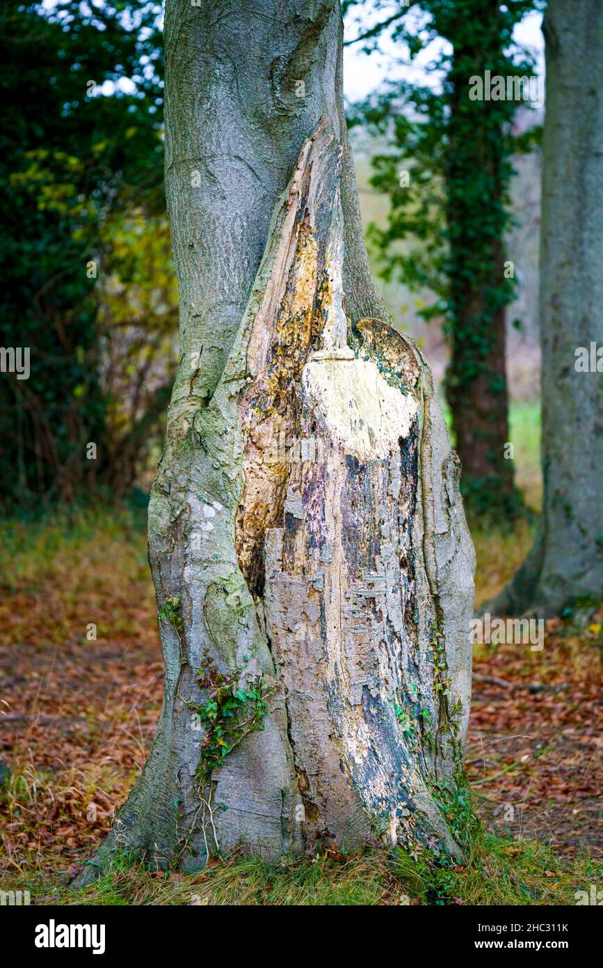 tree trunk with exposed wood from the loss of a snapped branch Stock ...