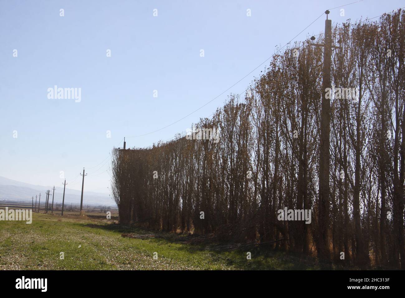 Electricity burns trees hi-res stock photography and images - Alamy