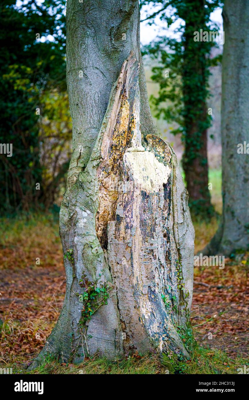 tree trunk with exposed wood from the loss of a snapped branch Stock ...