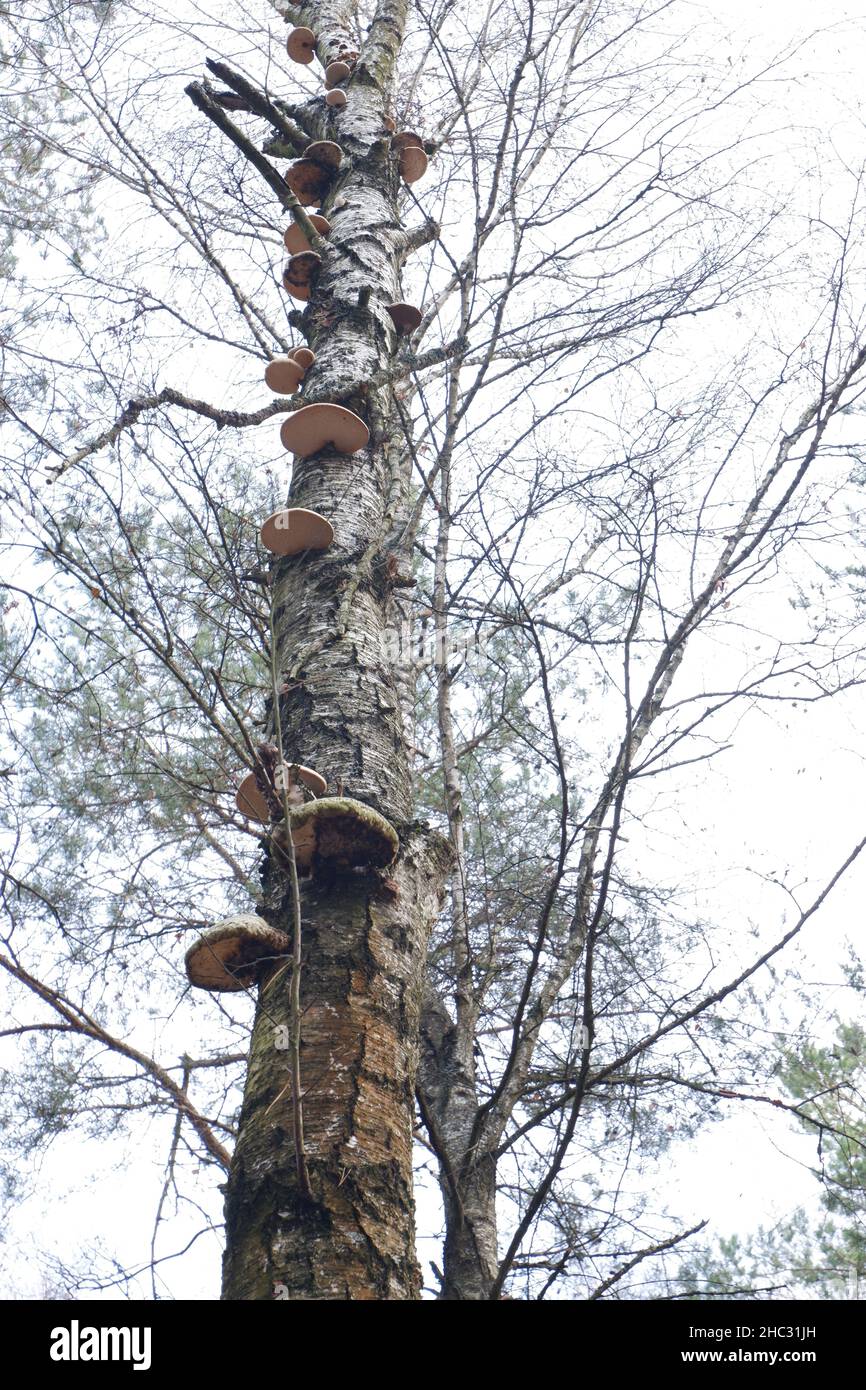 Birch tree parasites hi-res stock photography and images - Alamy