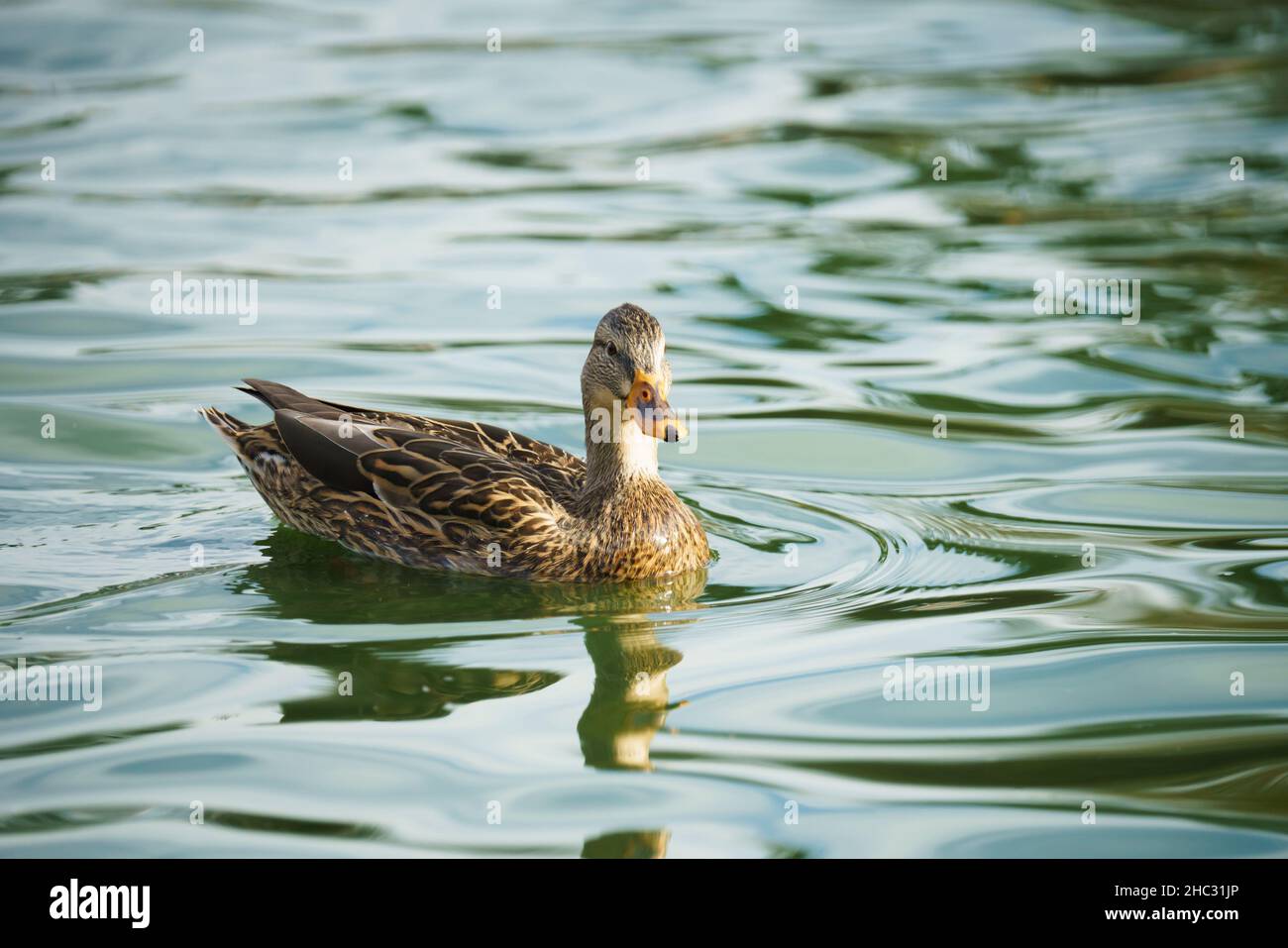 Ducks floating on water in the lake in city park in sunny day. Close up ...