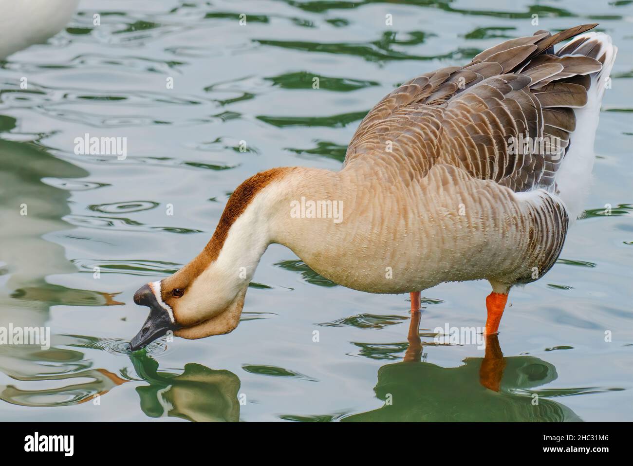 African swan goose anser cygnoides hi-res stock photography and images ...