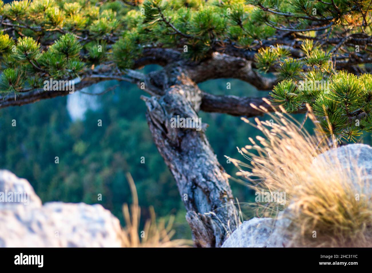 A view of a tree growing out of a rock Stock Photo - Alamy