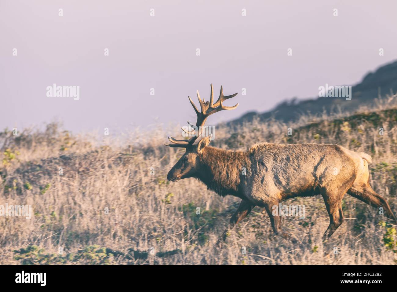 Camera panning at a running bull elk at Point Reyes National Seashore ...