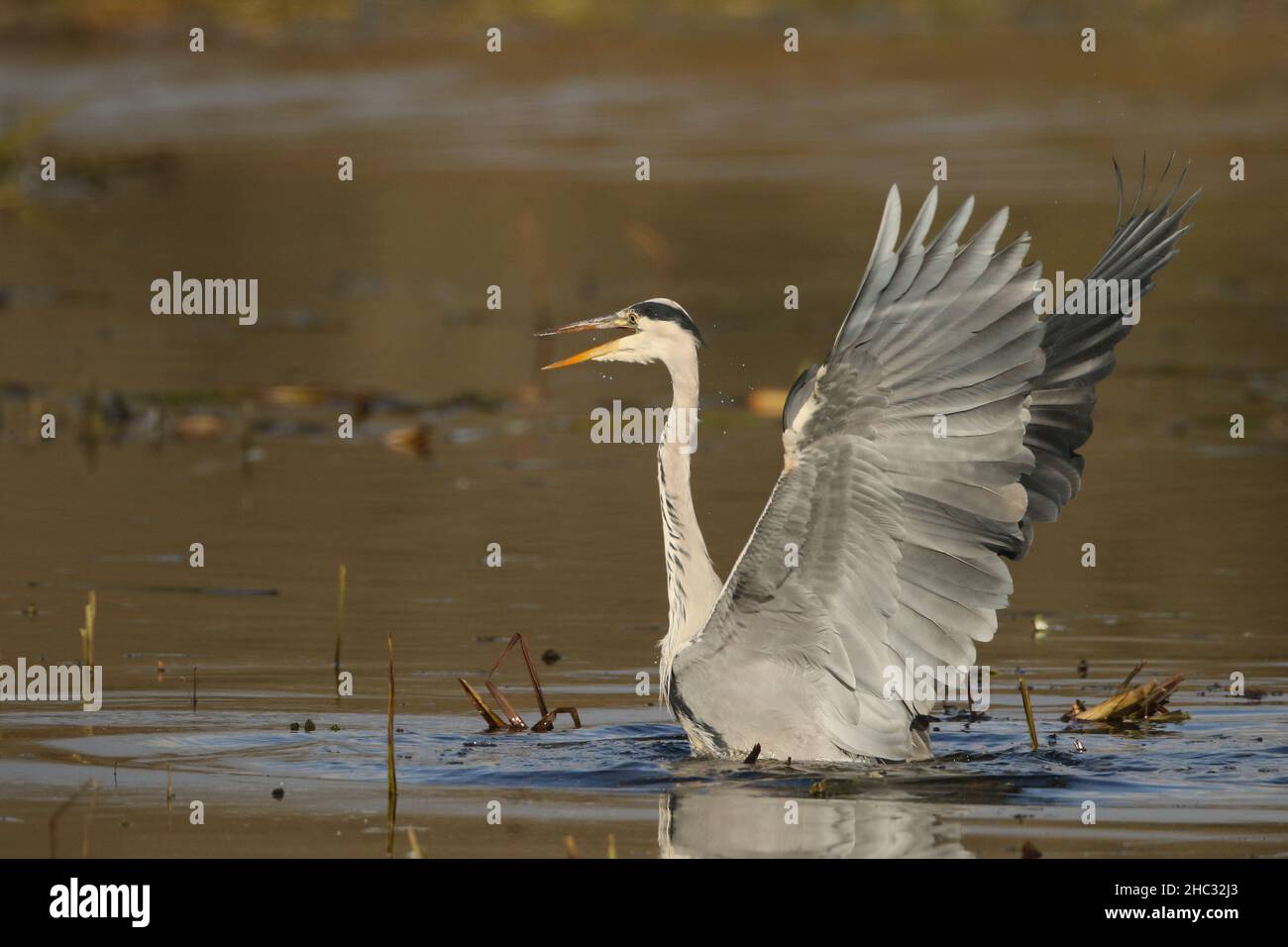 The large reed bed and open waters at Leighton Moss are ideal for many ...