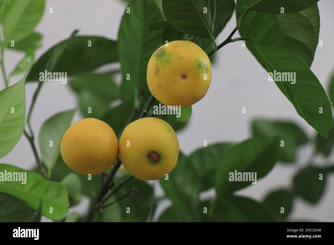 Lemon Tree. Branch with Lemons Stock Photo - Alamy