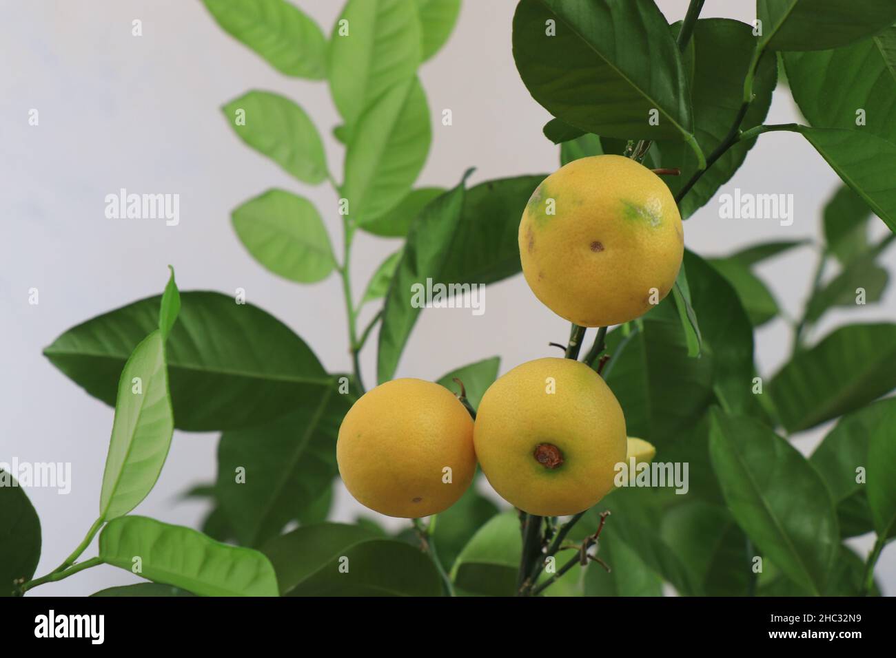 Lemon Tree. Branch with Lemons Stock Photo - Alamy