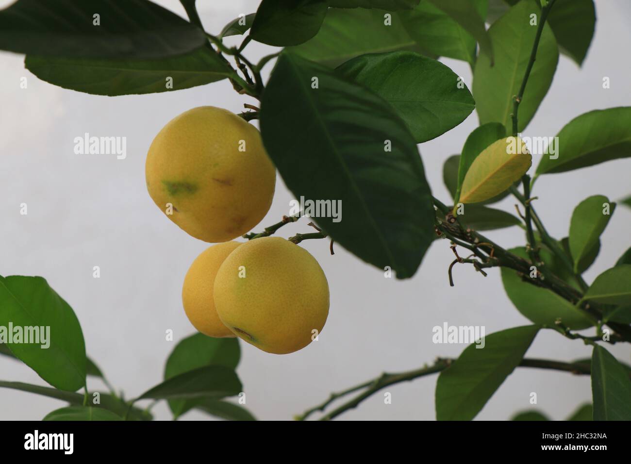 Lemon tree branch with lemons hi-res stock photography and images - Alamy