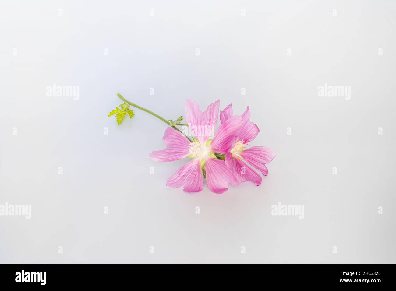 Malva alcea , greater musk-mallow, cut-leaved mallow, vervain mallow or ...