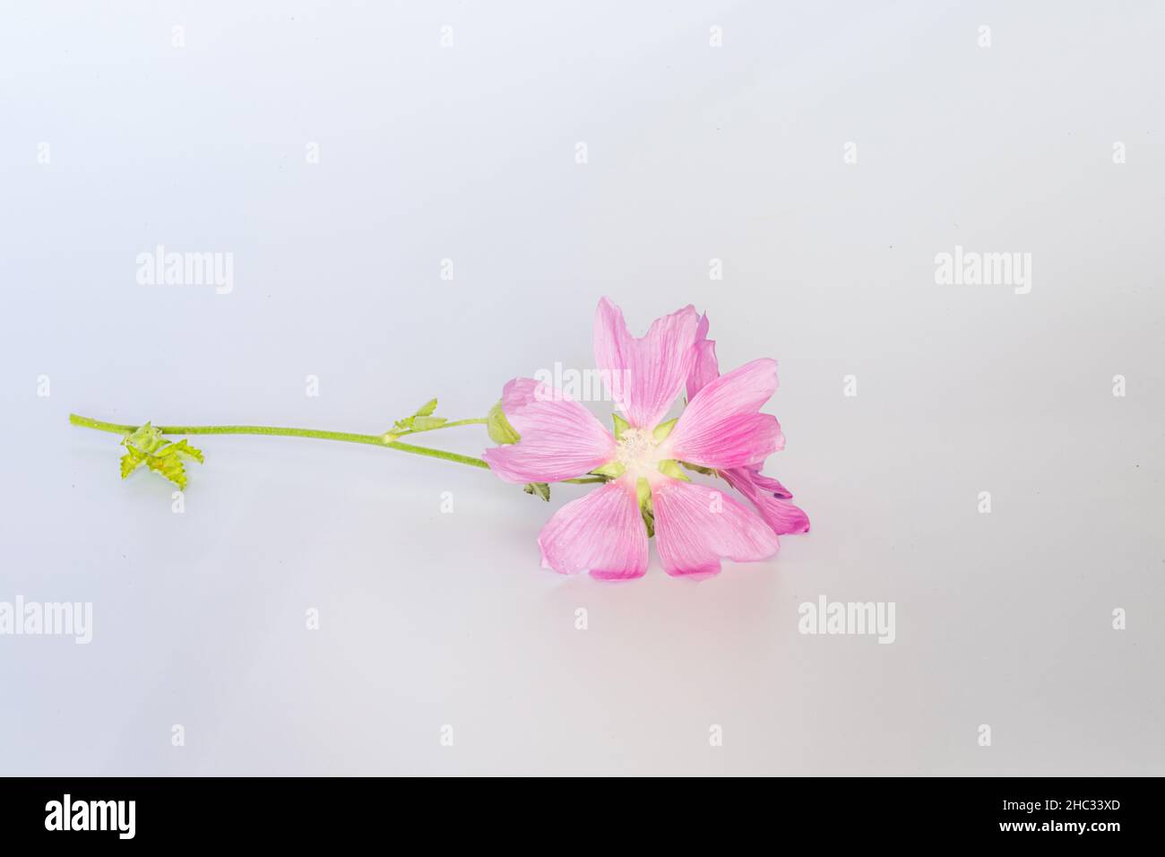 Malva alcea , greater musk-mallow, cut-leaved mallow, vervain mallow or ...