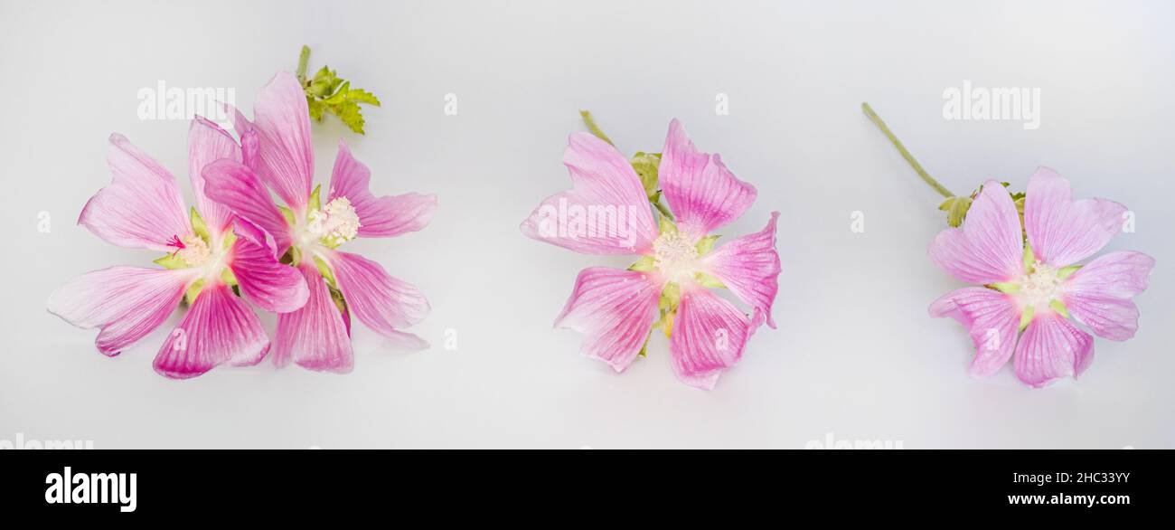 Malva alcea , greater musk-mallow, cut-leaved mallow, vervain mallow or ...