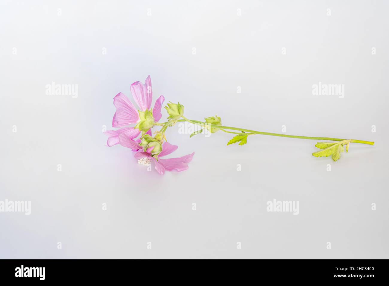 Malva alcea , greater musk-mallow, cut-leaved mallow, vervain mallow or ...