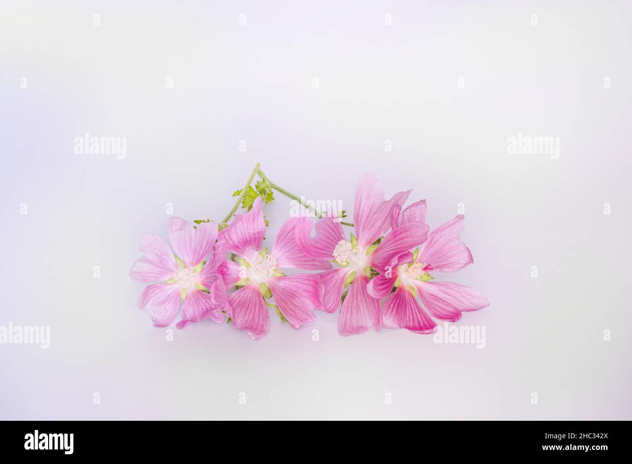 Malva alcea , greater musk-mallow, cut-leaved mallow, vervain mallow or ...
