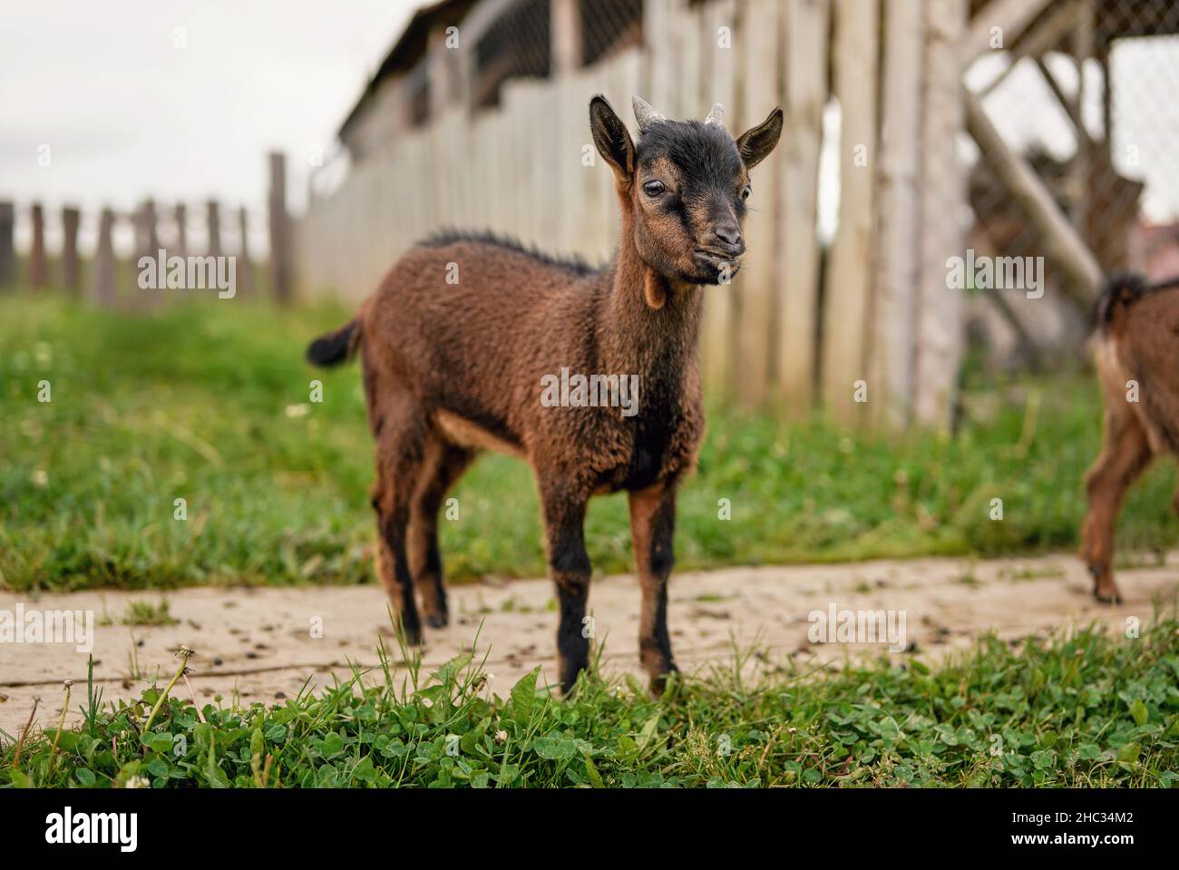 Small brown goat (Holland pygmy breed) kid grazing at the farm Stock ...