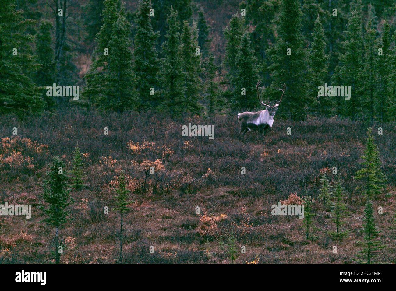 Lone Caribou on the tundra with spruce trees in the background Stock ...