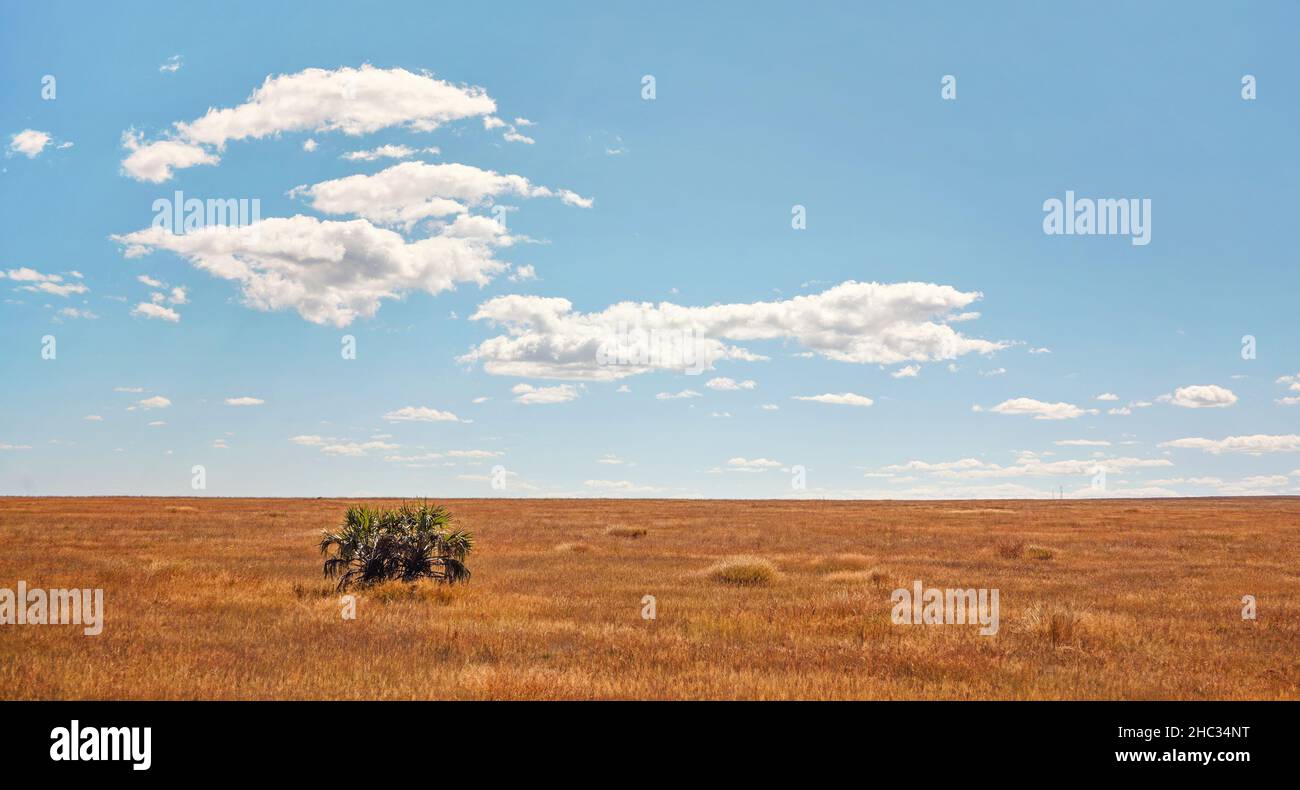 African savanna with few small bushes - typical landscape near Maninday ...
