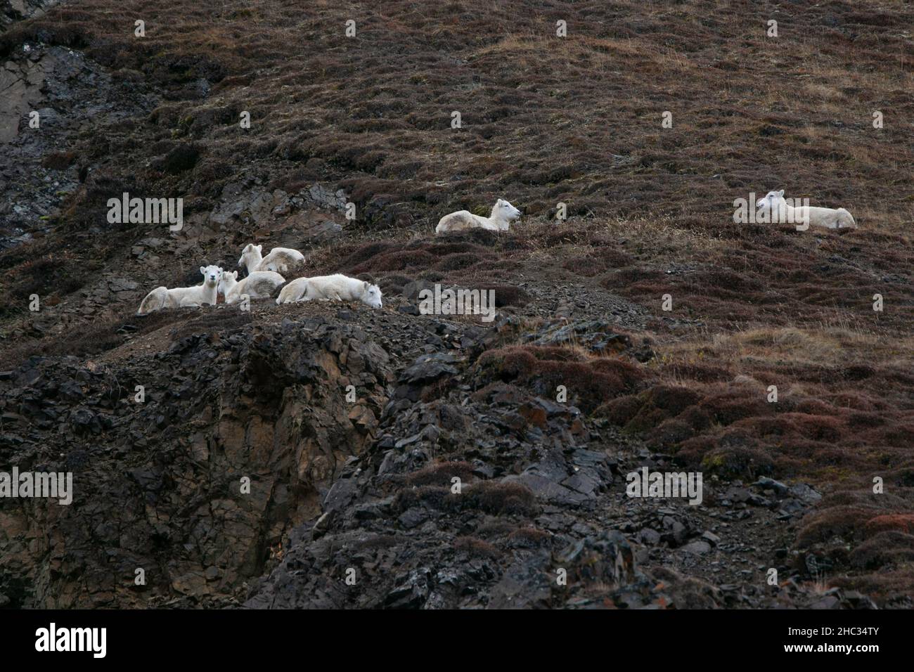 Dall sheep denali national park hi-res stock photography and images - Alamy