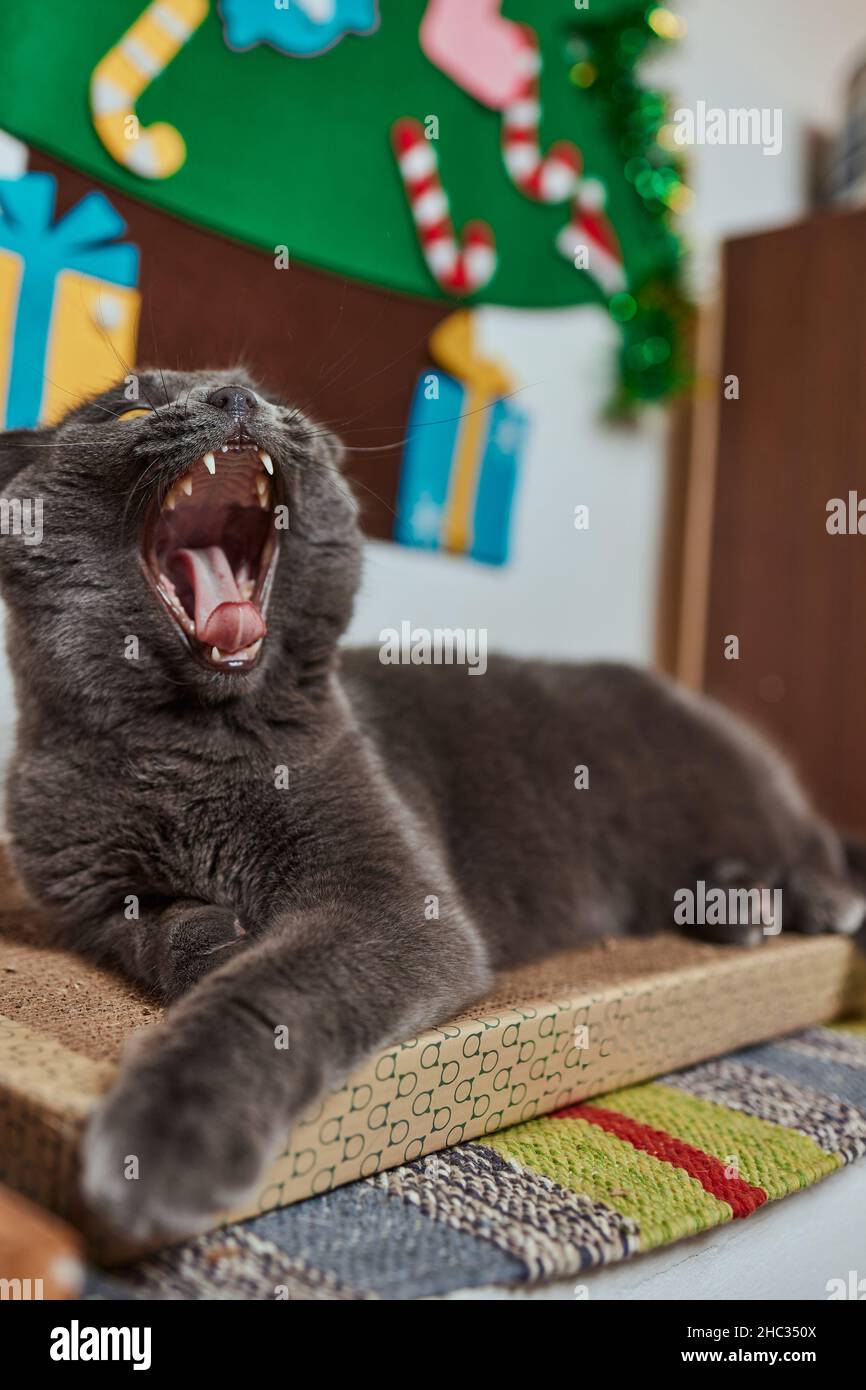 Cute little tabby kitten leaning contentedly up against a scratching ...