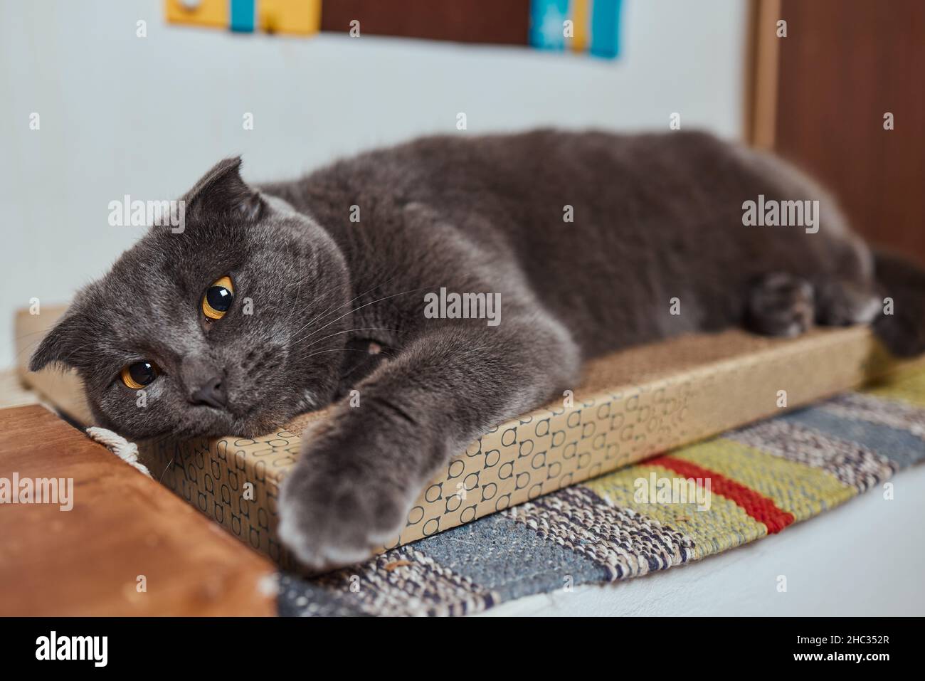 Cute little tabby kitten leaning contentedly up against a scratching ...