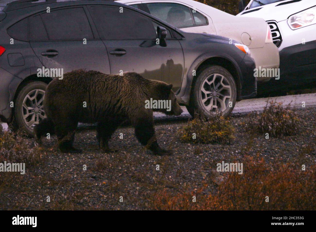 A grizzly bear crossing the park road in Denali National Park and ...