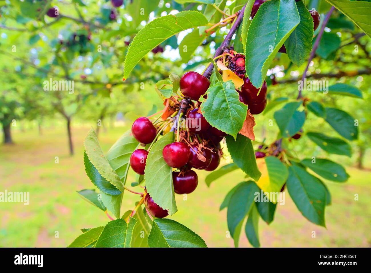 Sour cherries with leaf. Sour cherry tree. Sour cherry fruits hanging ...