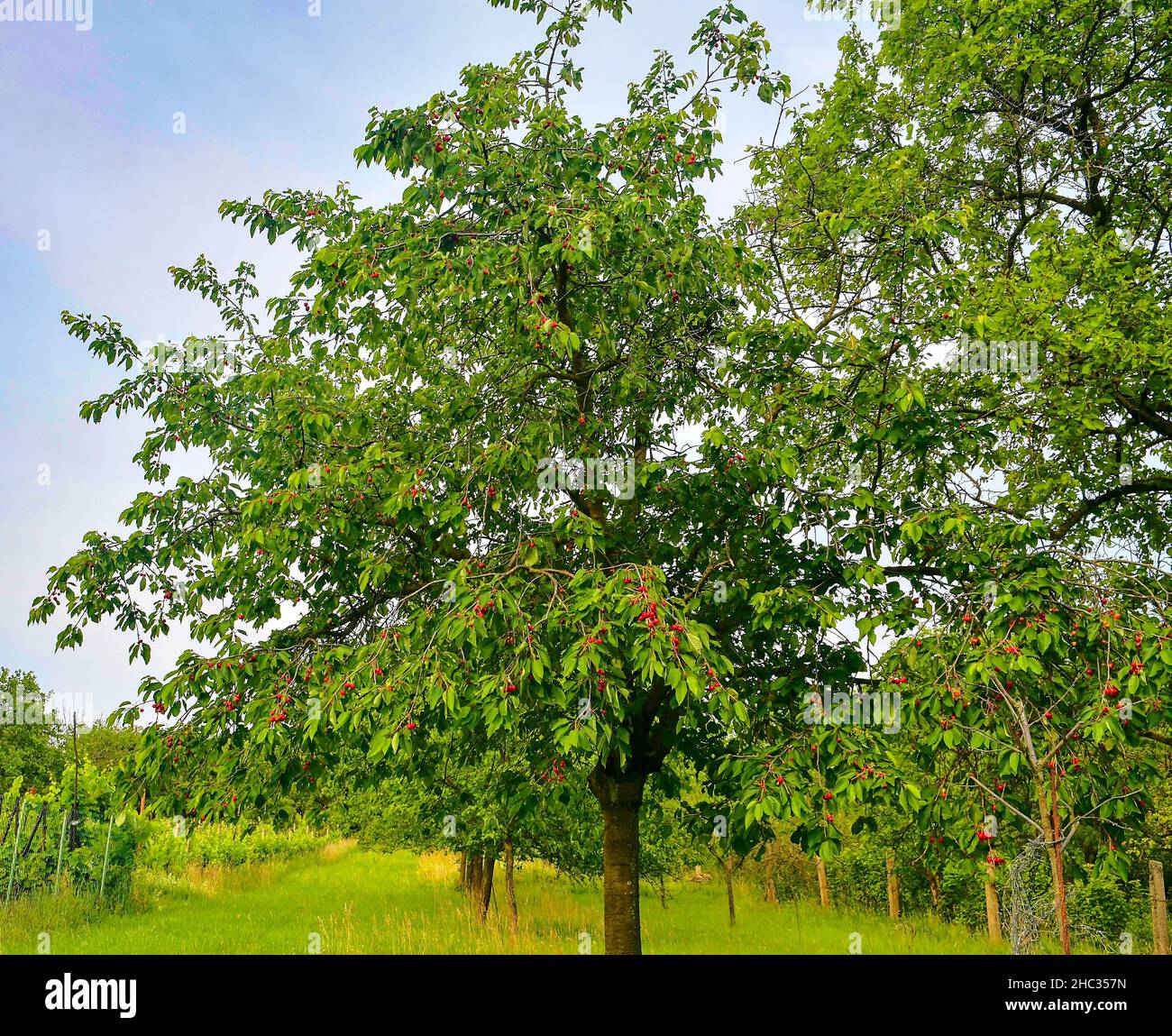Red and sweet cherry trees in orchard - branch in early summer ...