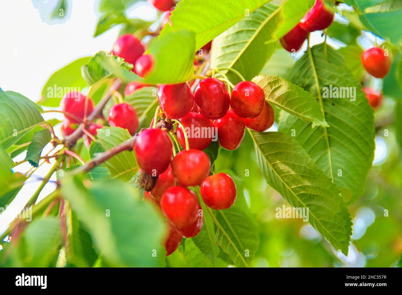 Red and sweet cherries on a branch just before harvest in early summer ...